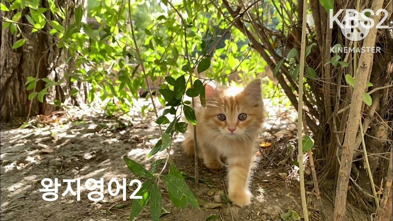 KBS2TV방송개시 - YouTube