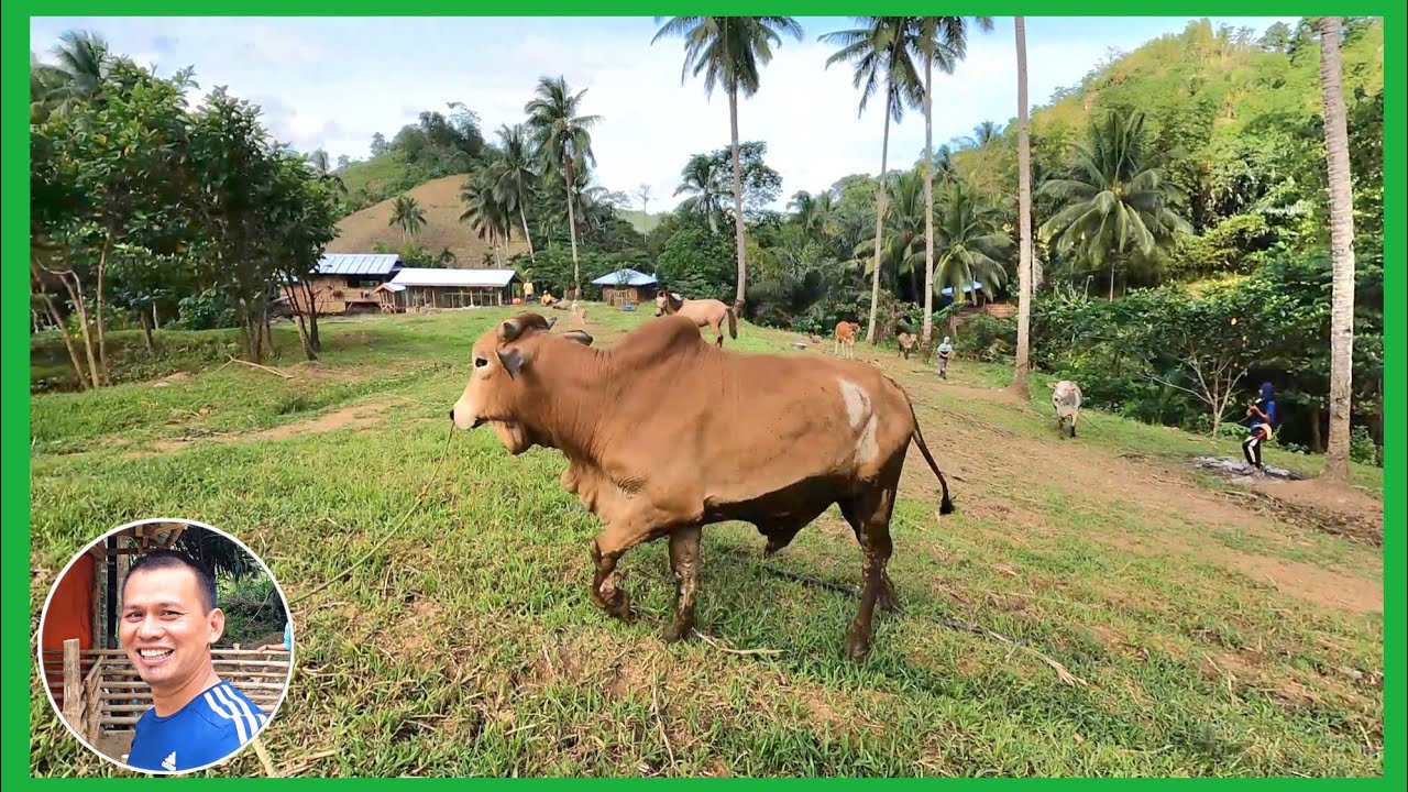 TIPS KUNG PAANO BUMILI NG BAKA PANG-ALAGA/ANOTHER PROJECT DONE ...