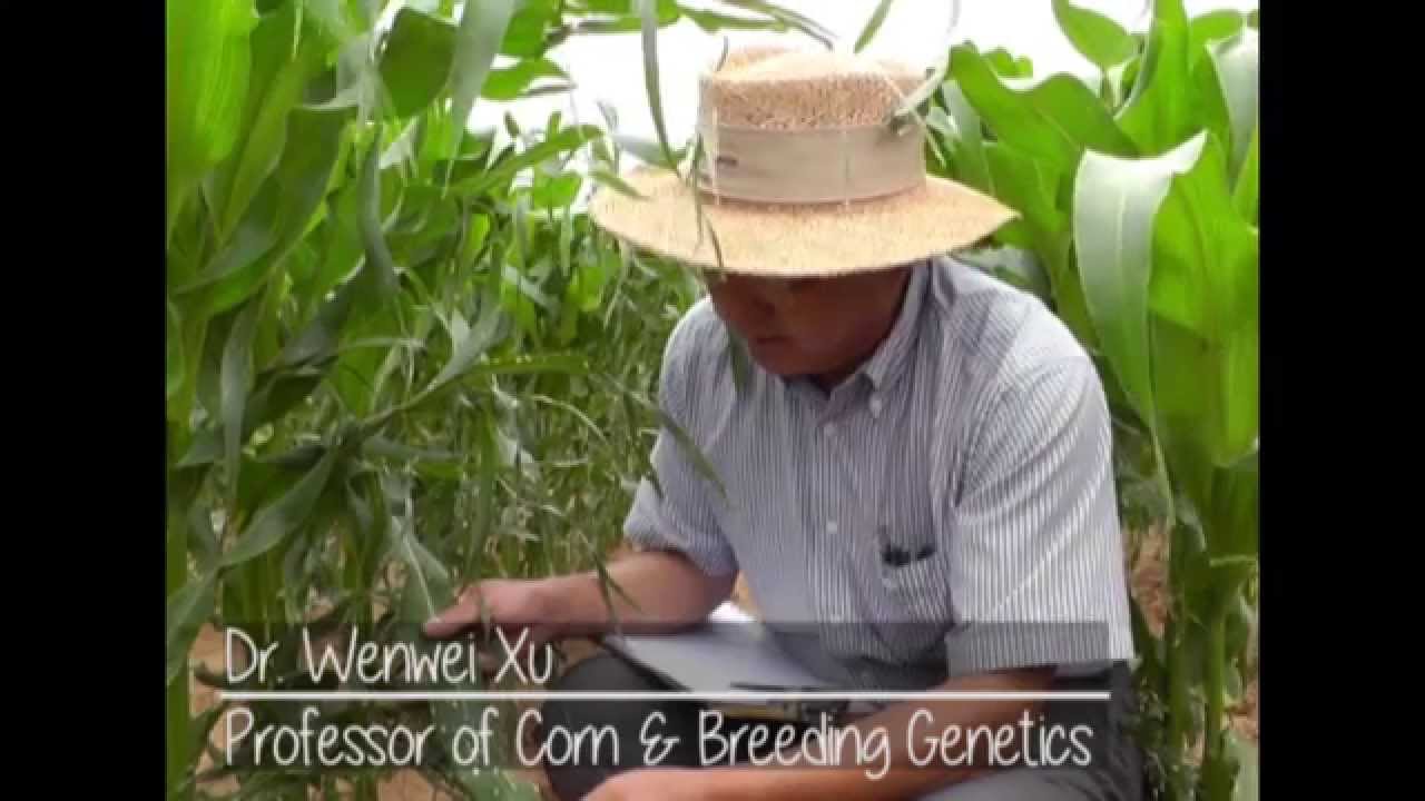 Holcus Leaf Spot - YouTube