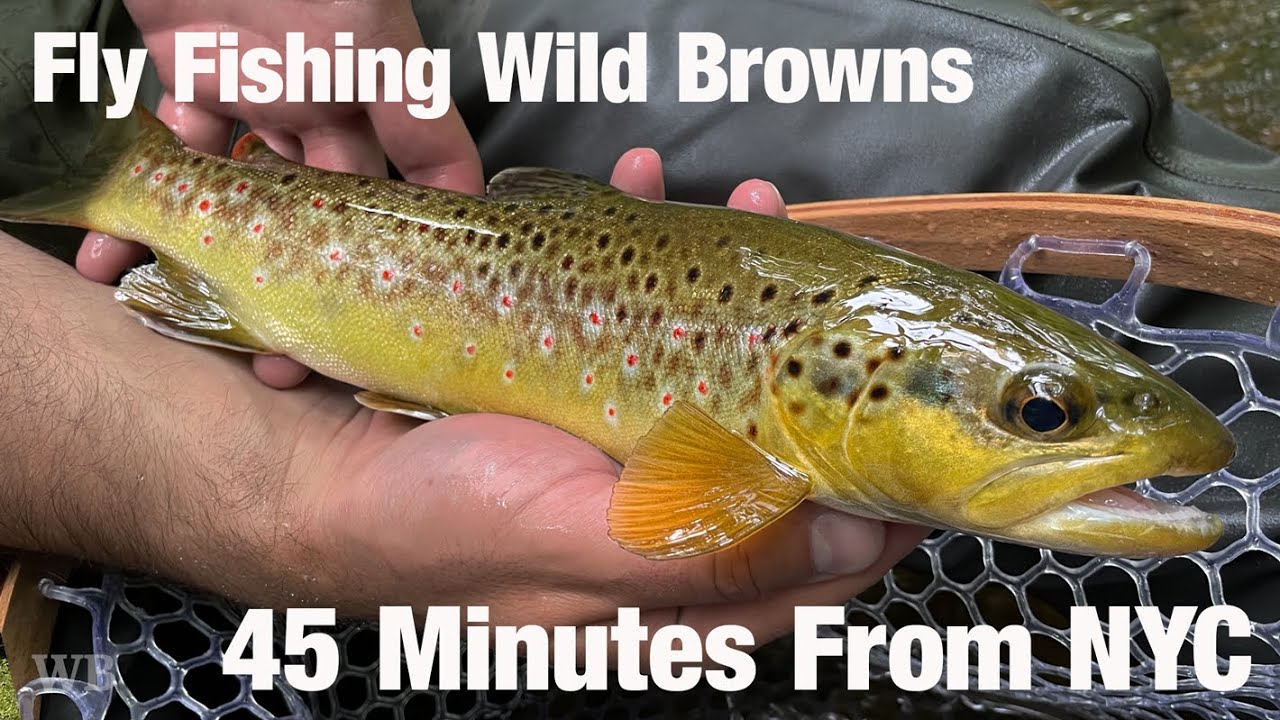 Fly Fishing Wild Browns, 45 Minutes From NYC - Wooly Bugged - YouTube