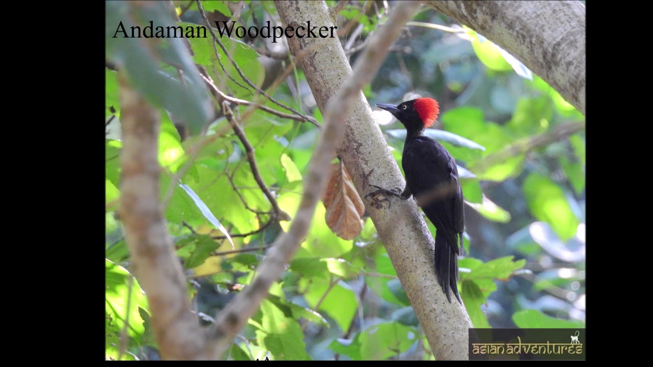 Birds Of Andaman | Bird Watching In Andaman | Andaman Birding Tours ...