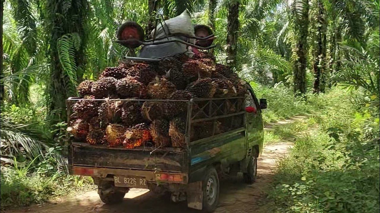 Cara Hasil Uang Cepat ‼️ Jual Sawit di RAM sawit. - YouTube