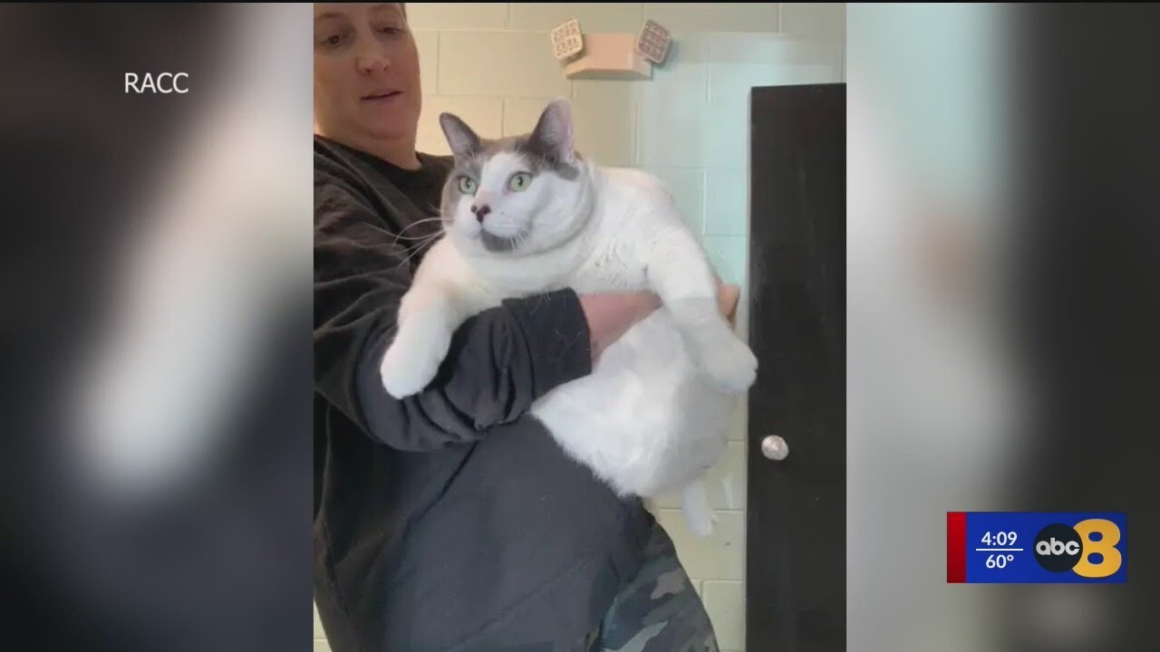 Patches the cat reaches 1 year mark of weight-loss journey - YouTube