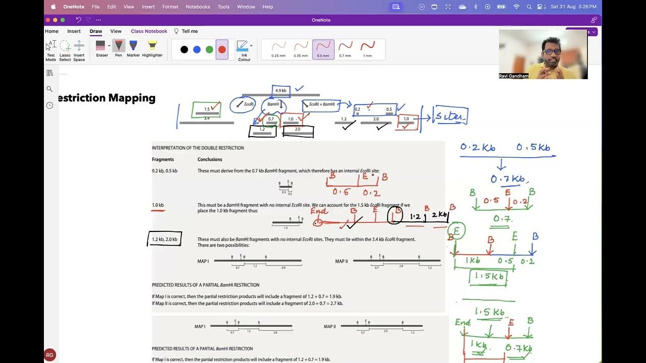 Restriction Mapping - YouTube