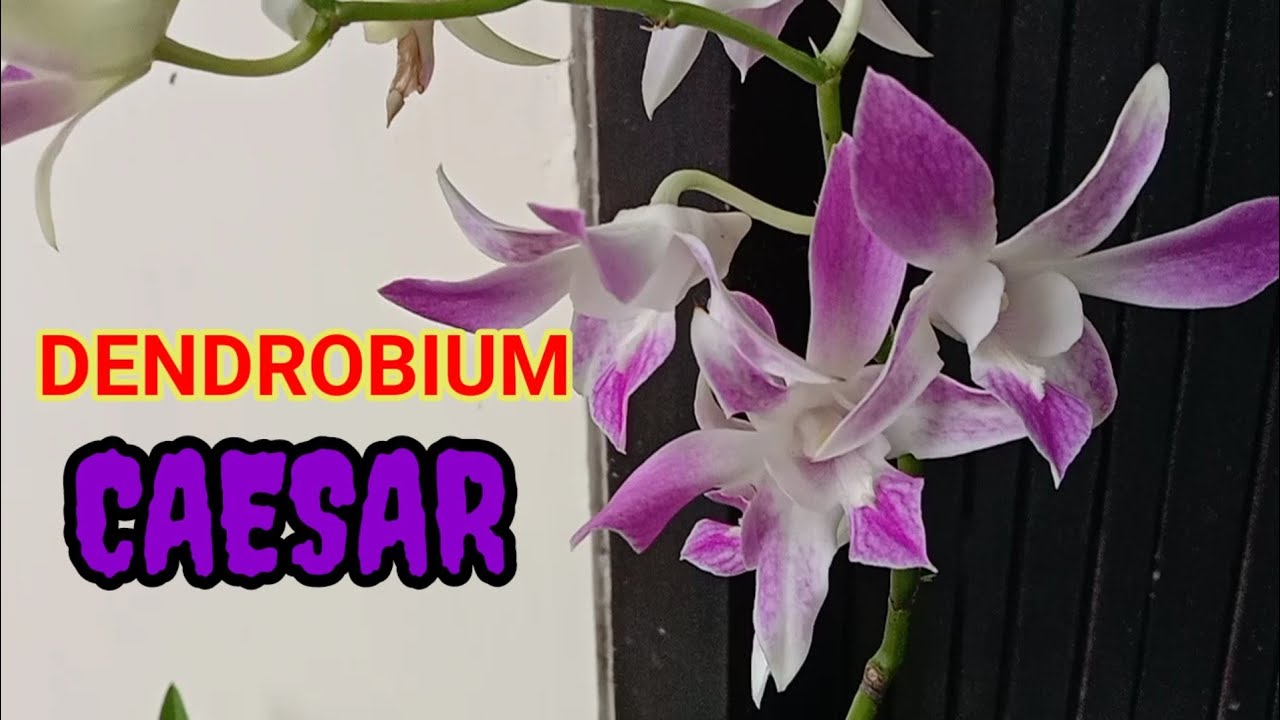 DENDROBIUM CAESAR || mengenal anggrek dendrobium caesar - YouTube