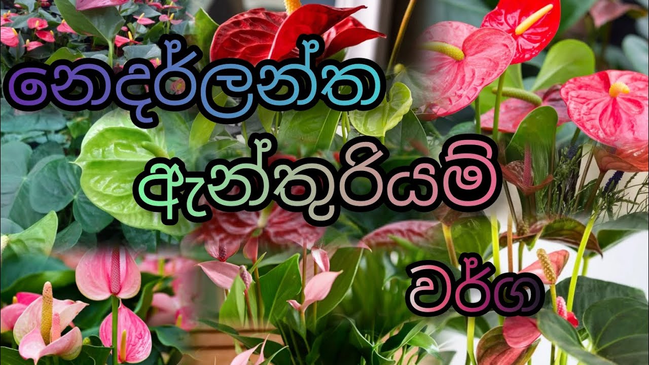 නෙදර්ලන්ත ඇන්තුරියම් වර්ග#viral #plants #flowers #flowers #houseplants ...