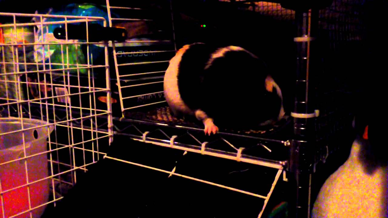 Banzai Drops Cardboard Chips - YouTube