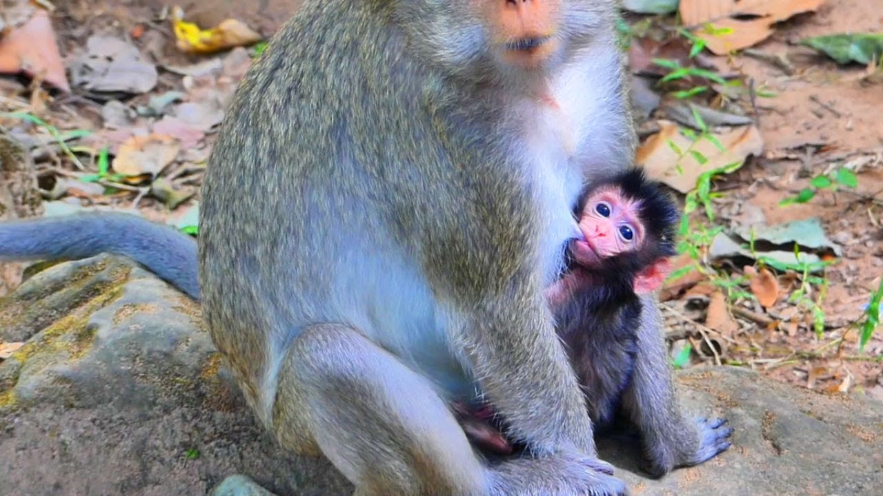 It is cutest newborn baby monkey getting milk from mom - YouTube