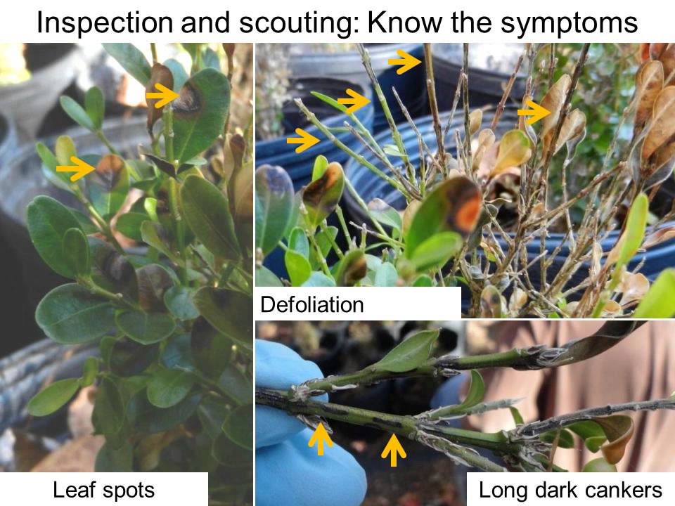 Boxwood Blight Disease Managment Presentation - YouTube