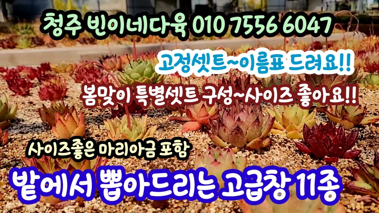 직접키운다육 밭에서 뽑아드리는 고급품종 예쁜빛감창중사이즈마리아금포함11종핑크뷰티 블랙사파이어 콩코드 구스젤리등다육쇼핑