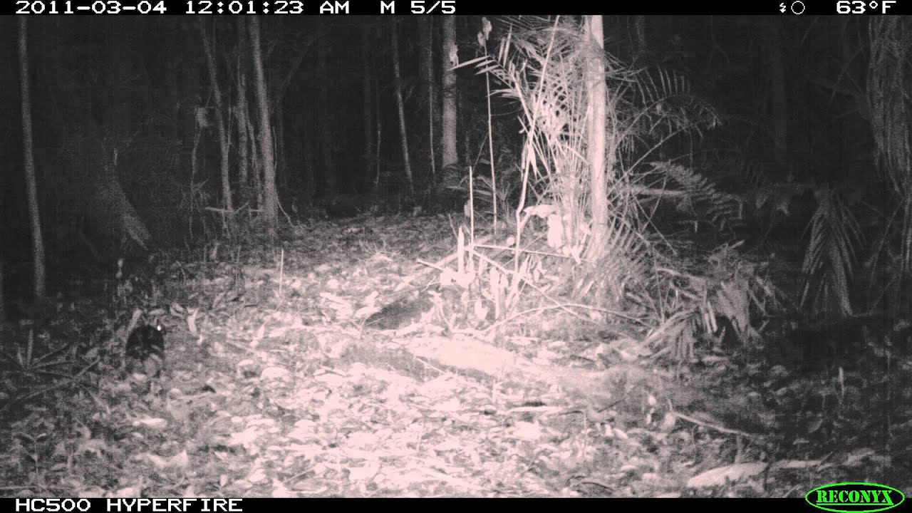 Rare Rabbit Captured on Camera - YouTube