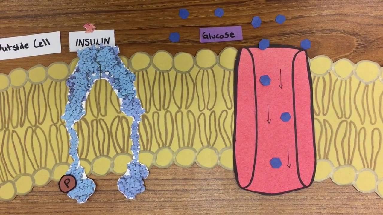 How Insulin Works Model