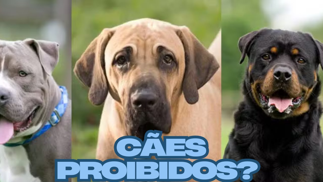Cães que são proibidos em certos países #like - YouTube
