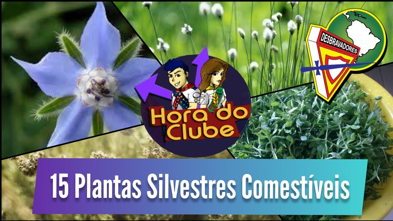 15 Espécies de Plantas Silvestres Comestíveis - YouTube