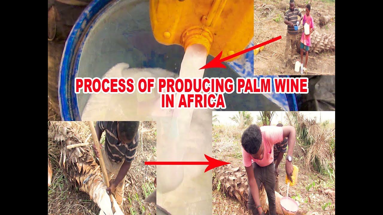 Process of producing palm win in Africa - YouTube