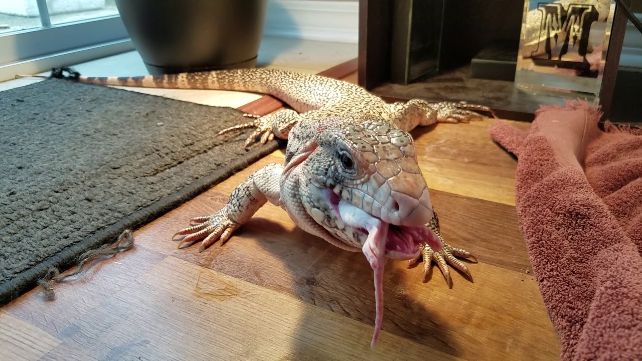 Tegu DESTROYS rat - YouTube