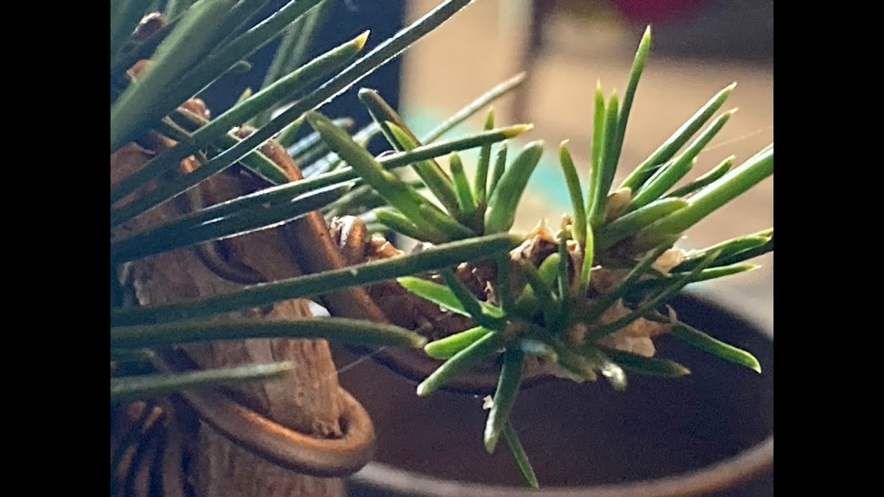 Patricia O'Connor, The Bonsai Balcony: What's next? - YouTube