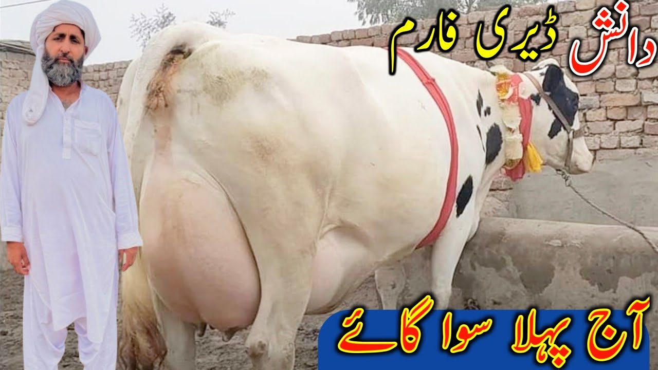 Hf | Danish Dairy Farm | Holisten friesian Cows For Sale | Pahla Sua ...