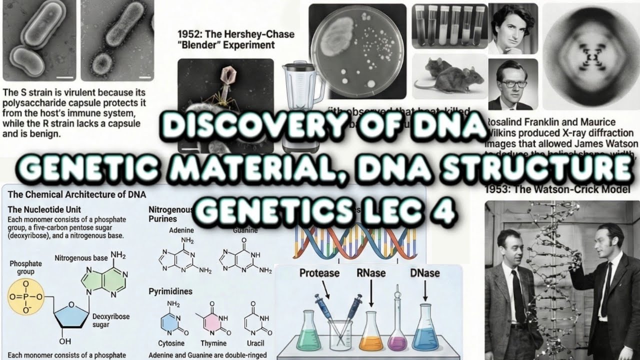 Discovery of DNA & Genetic Material - DNA Structure • Genetics Lec 4 ...