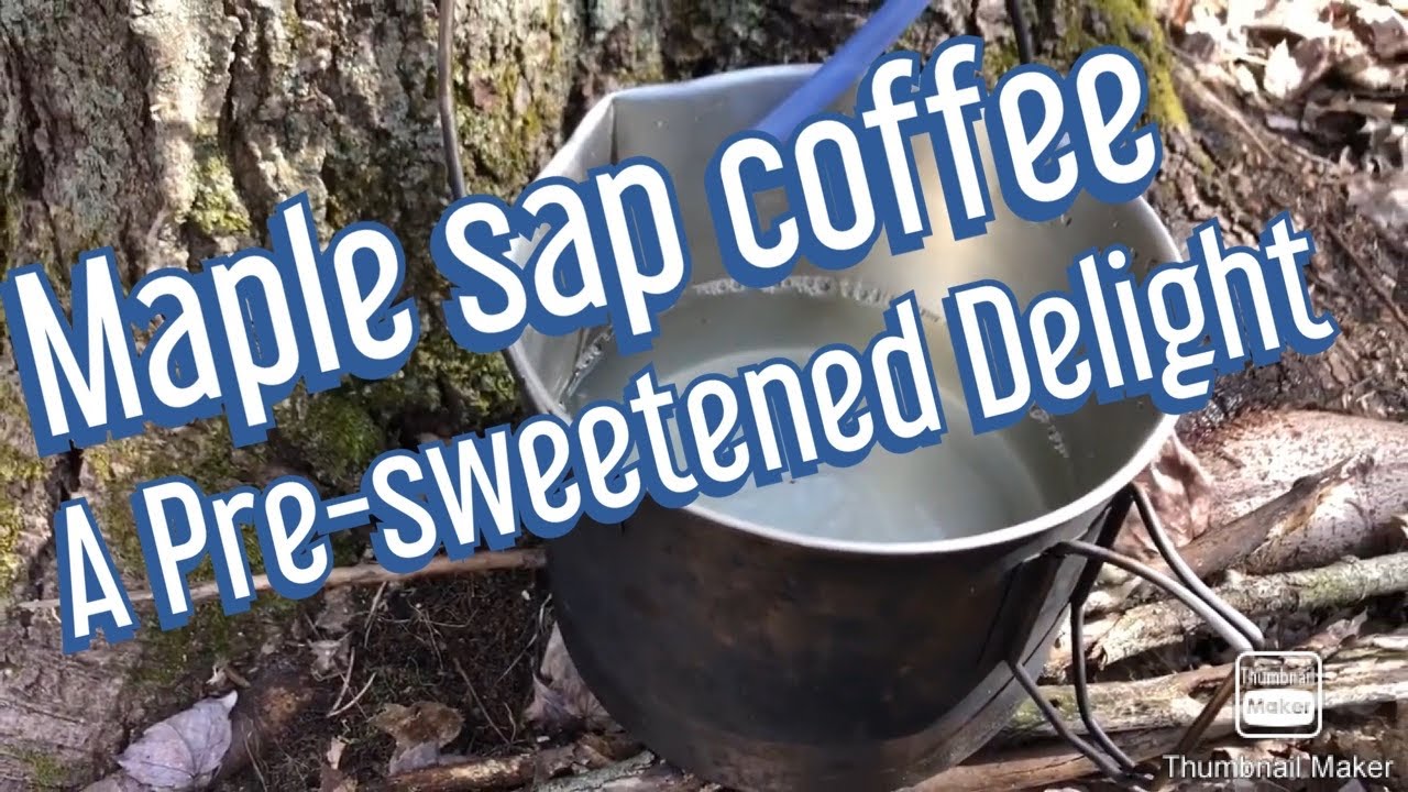 Making Coffee with Maple Sap - YouTube