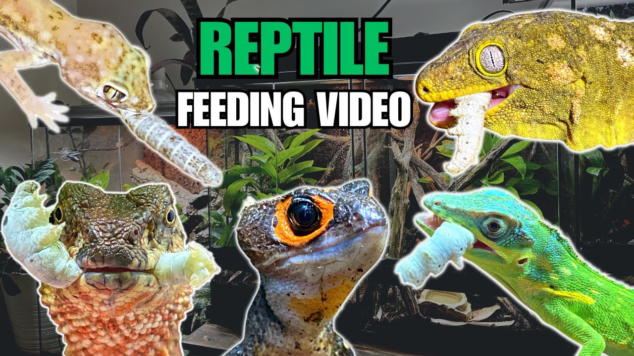 FEEDING MY PET REPTILES SILKWORMS! SKINKS, GECKOS, FROGS AND MORE ...
