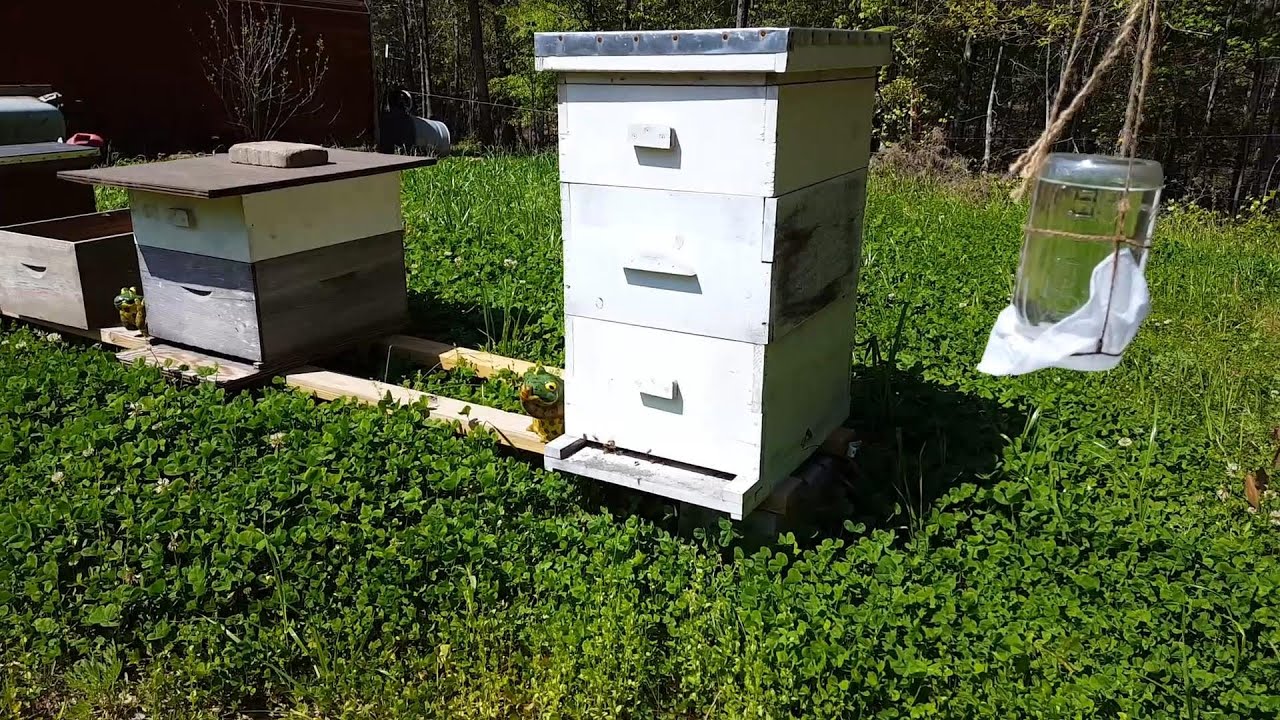 Bee Hive Update - YouTube