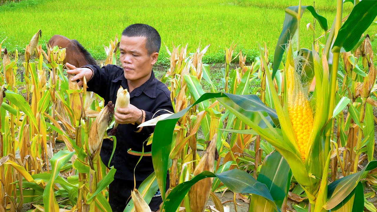 Dwarf Family Harvesting Corn | How to Harvest Corn Manually by Dwarf ...