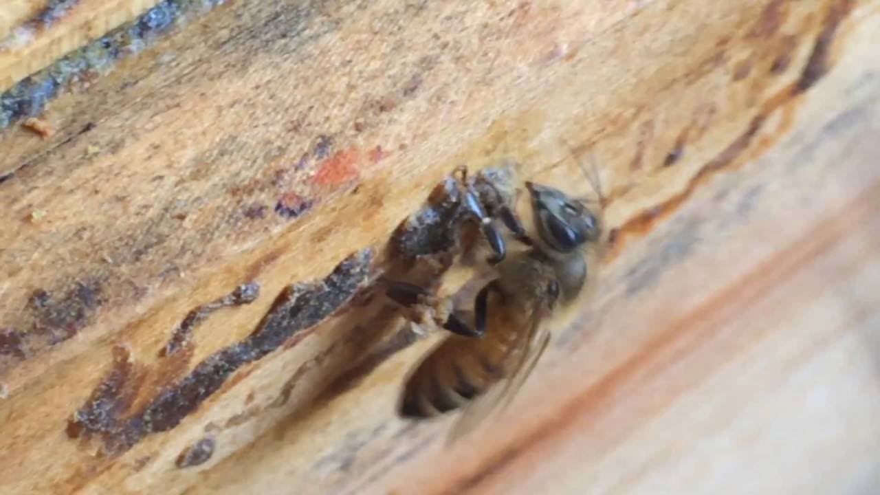 Bees Collecting Propolis - YouTube