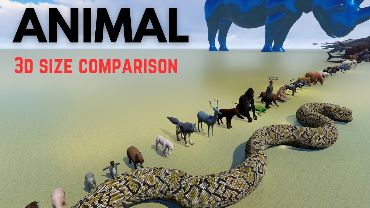 Animal Size Comparison 3D 🦁 🐫 🐅 🕷 - YouTube