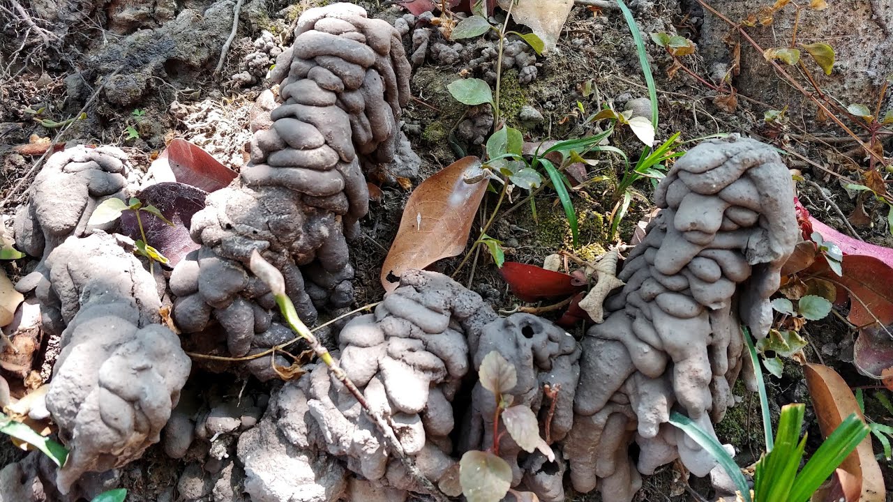 Excrement of Big Earthworm - YouTube