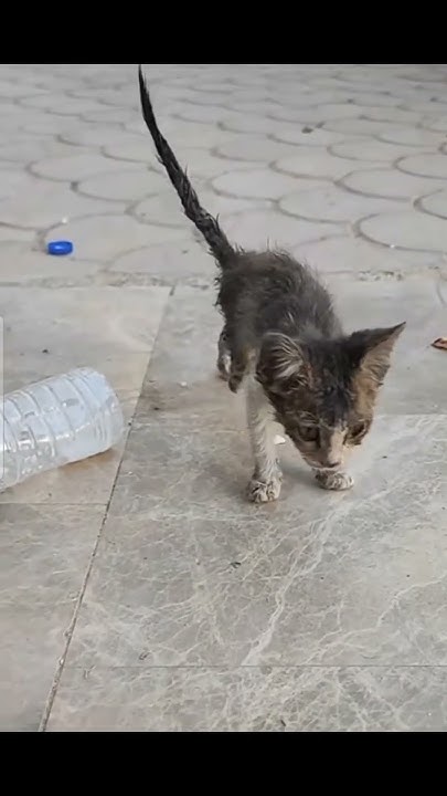 People, don't be indifferent to animals! #cat #shortvideo #help # ...