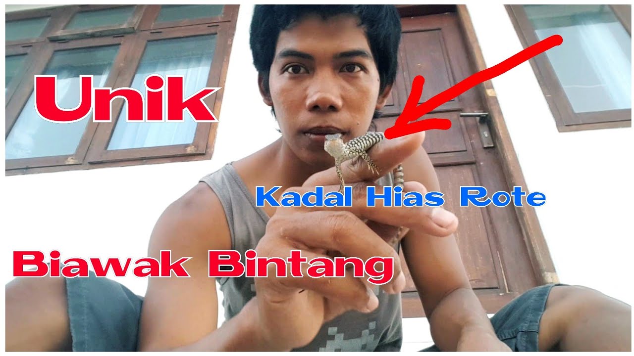 Biawak Mini Lucu dan Menarik || Kadal Pulau Rote NTT - YouTube