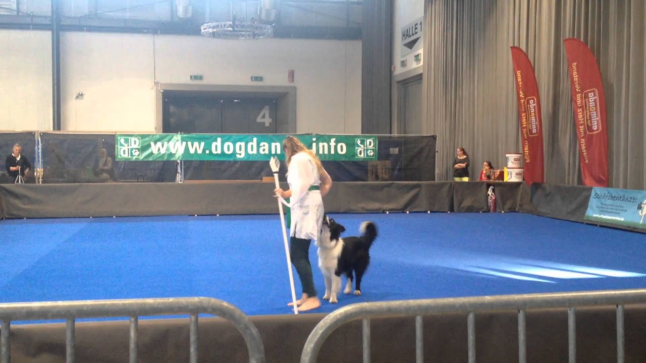 Border Collie - Dancing Dog - YouTube