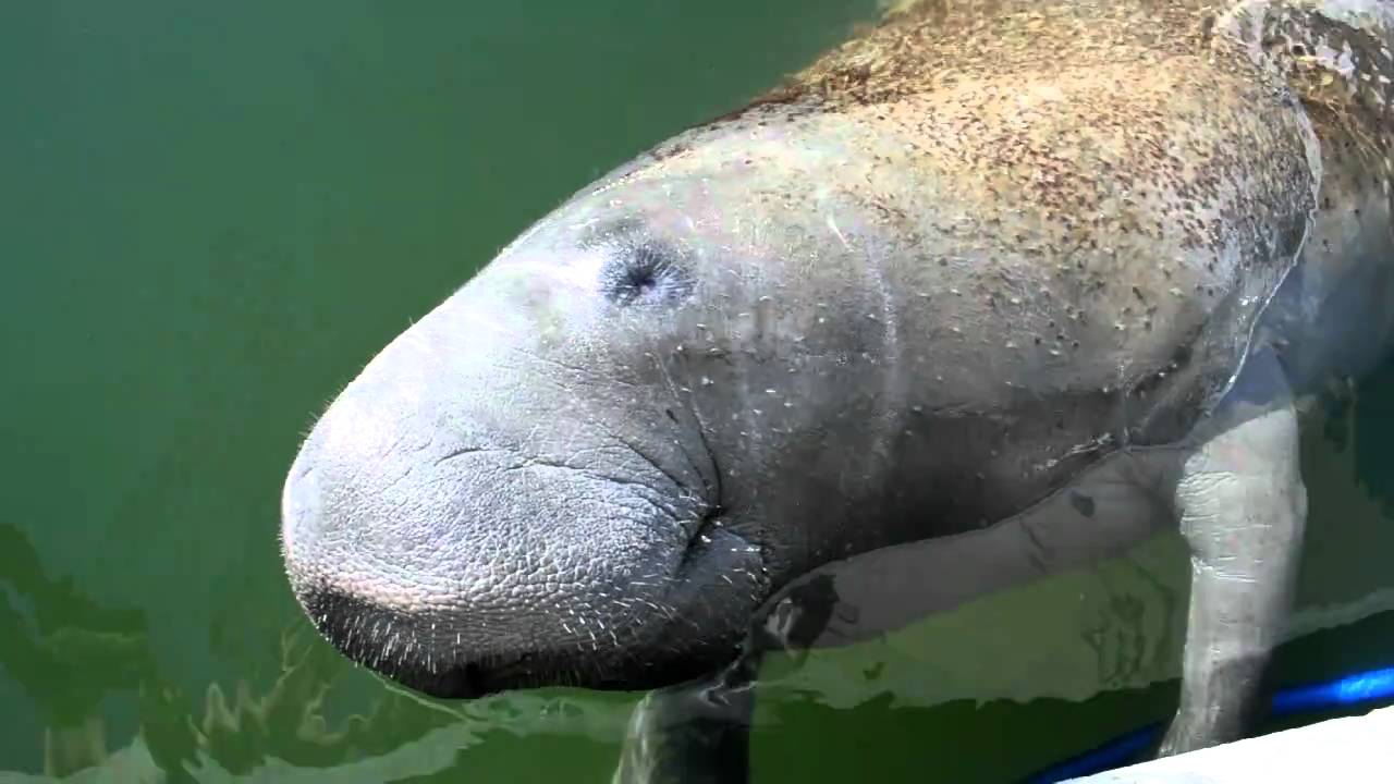 Manatee Belly Rub - YouTube