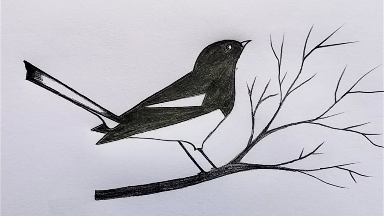 How to draw magpie step by step /very easy pencil sketch drawing - YouTube