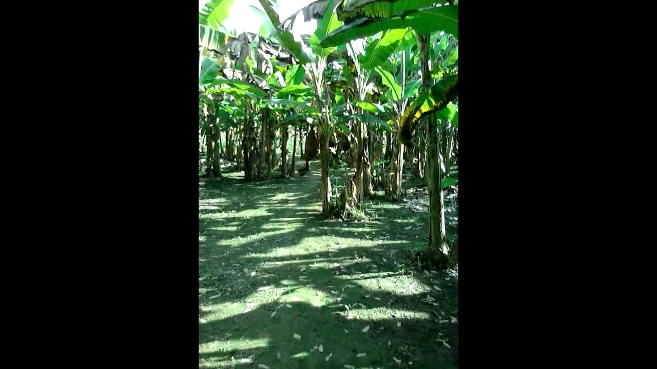 Marciano real - YouTube