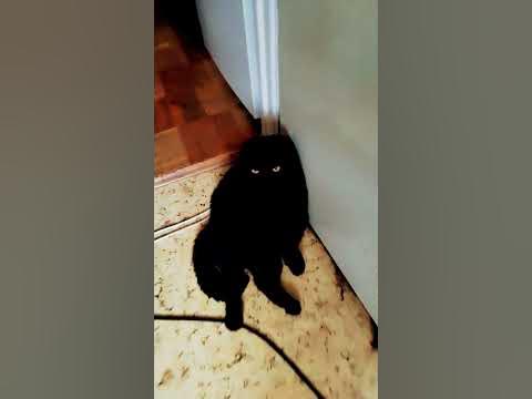 Бонька что то выпрашивает🥰😺🤗 - YouTube