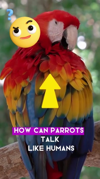 How can parrots talk like humans?#parrots #talkingbirds - YouTube