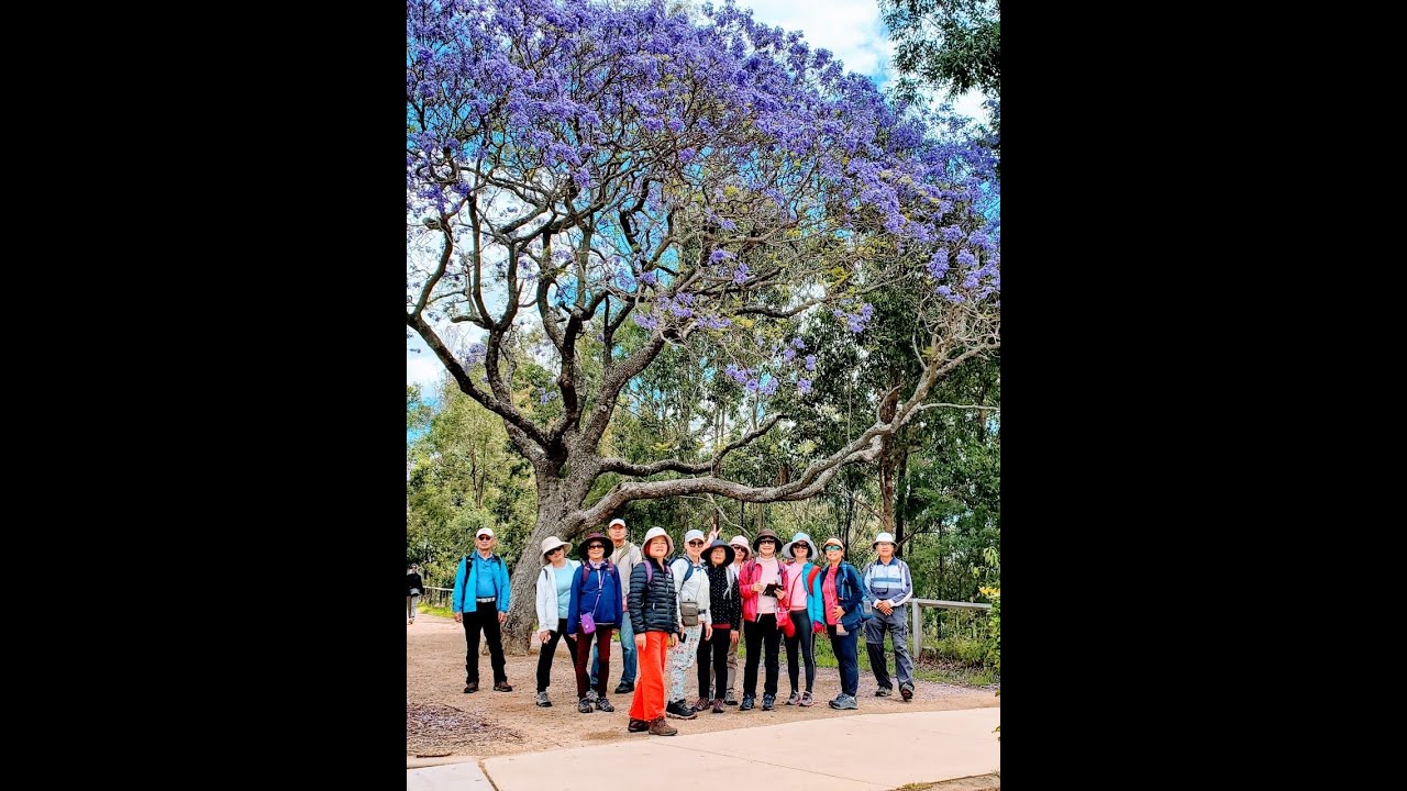 Jacaranda 雪梨藍花盈季節 - Rydalmere Wharf to Parramatta Park Walk MV 雪梨歡樂健行 ...