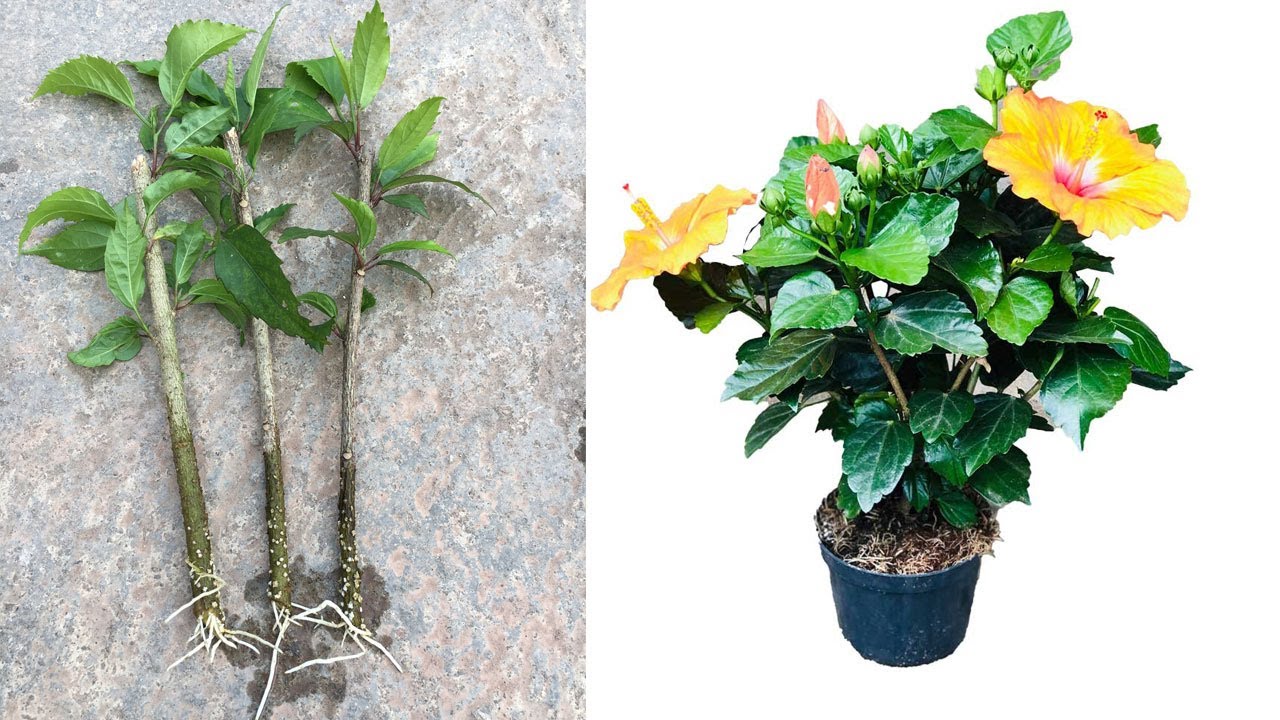 How To Propagate Hibiscus In Water 100 Success How To Grow Hibiscus How To Propagate Hibiscus In Water 100 Success How To Grow Hibiscus