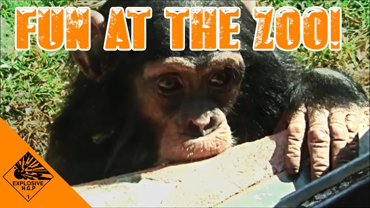 Fun day at the zoo - YouTube