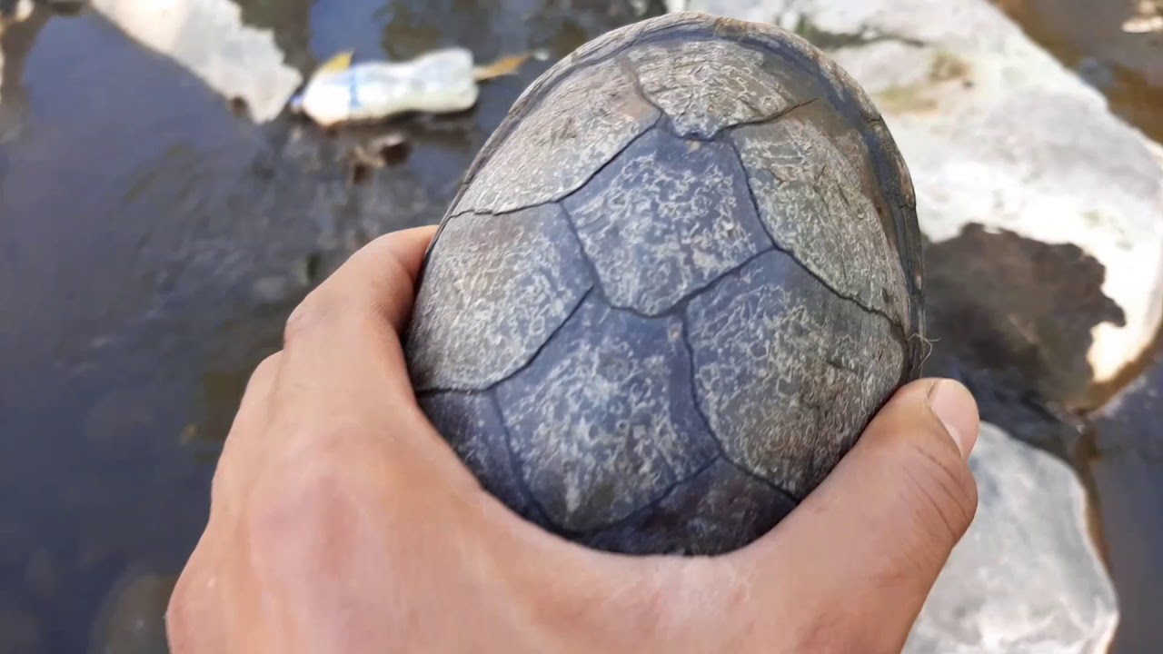 Explorando ríos y descubriendo especies (Tortugas Kinosternon) - YouTube