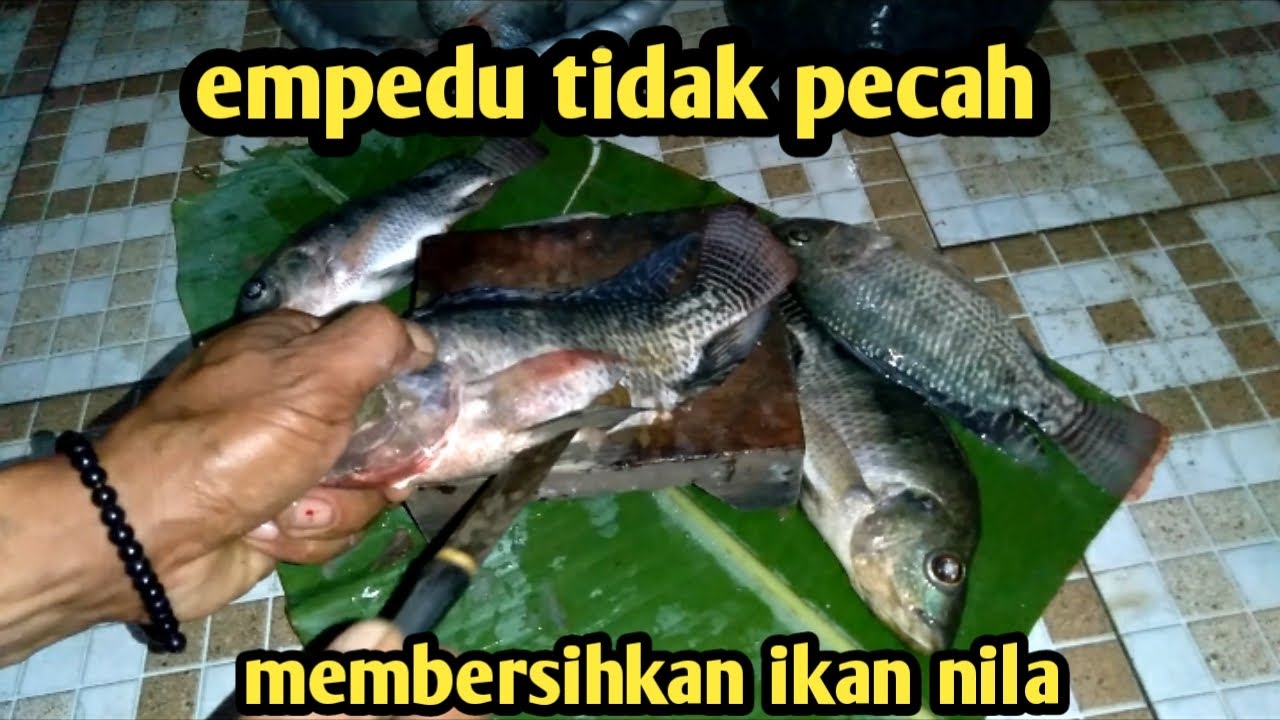 Cara memotong ikan nila,membersihkan ikan nila empedu tidak pecah - YouTube