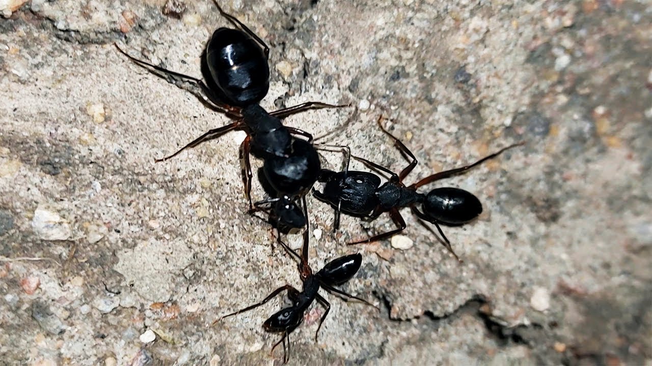 A ant rescue from other ant | Kaatchi Padhivu - YouTube