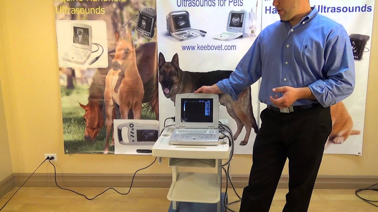 Animal Vet Laptop Ultrasound Kaixin KX5000V Reviews and Price | Short ...
