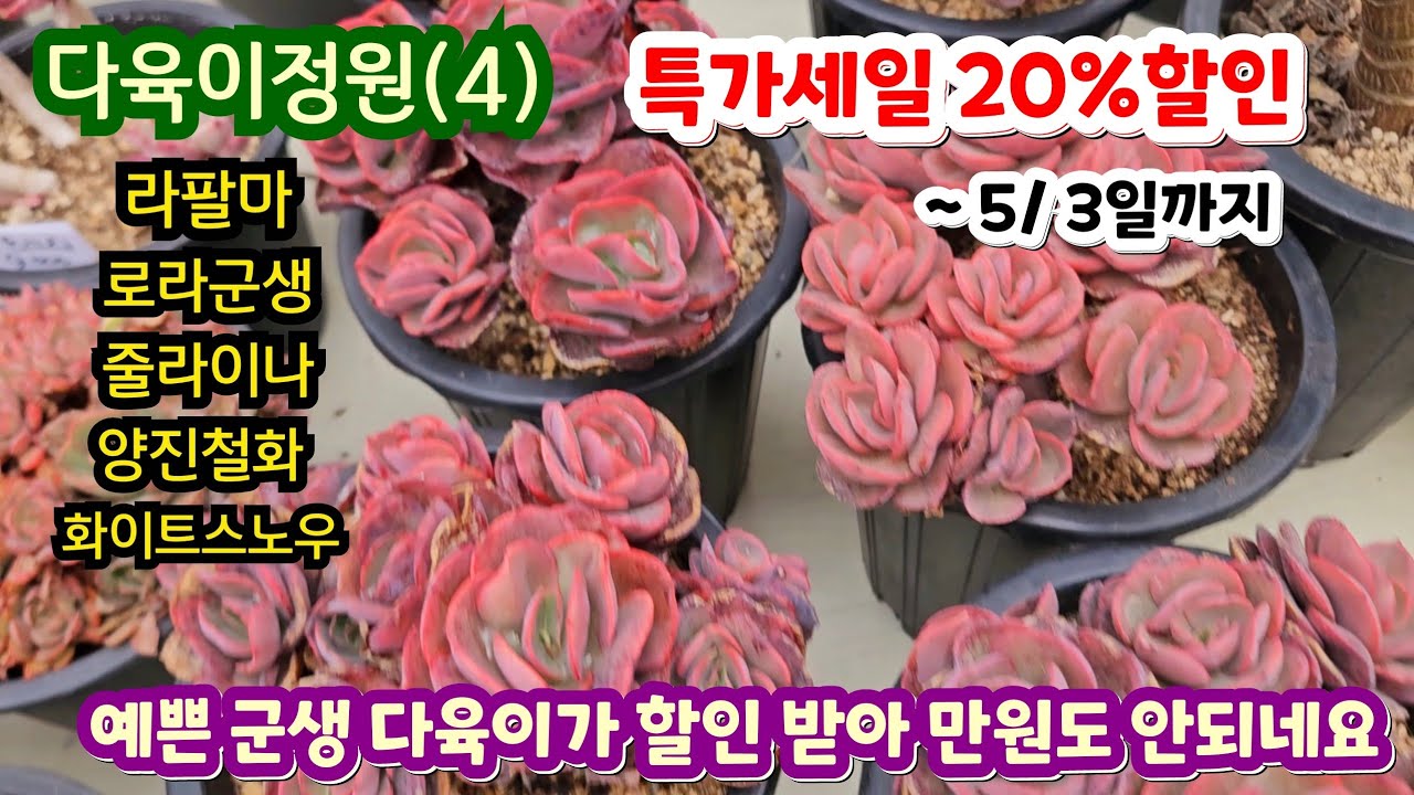 다육이정원4 착한 다육이 군생 로라군생 줄라이나 화이트스노우 라팔마 할인 받으면 만원이하로 득템찬스 Youtube
