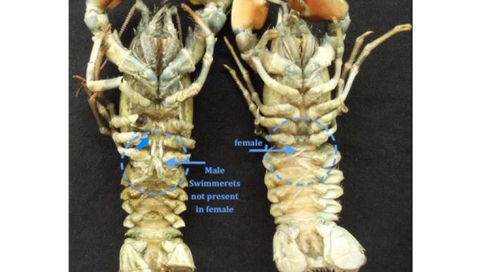 Crayfish Dissection Male