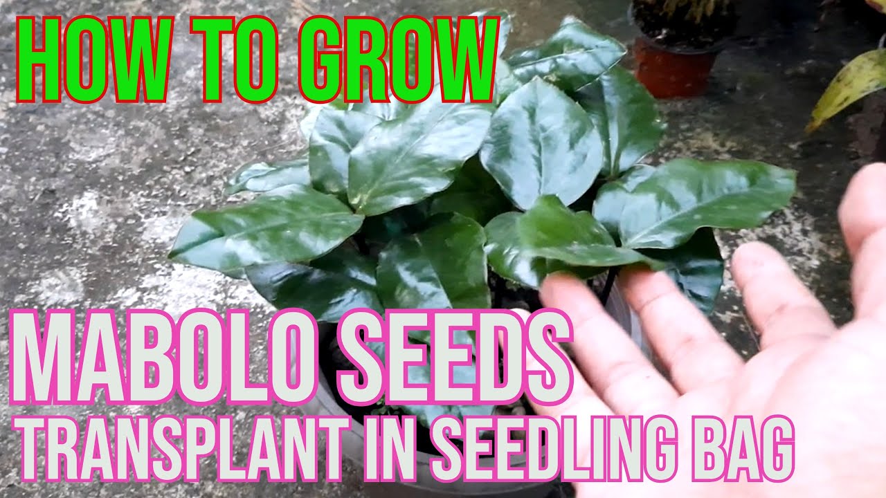 How to Grow Mabolo Seeds (Transplant in Seedling Bag) Part 2 - YouTube