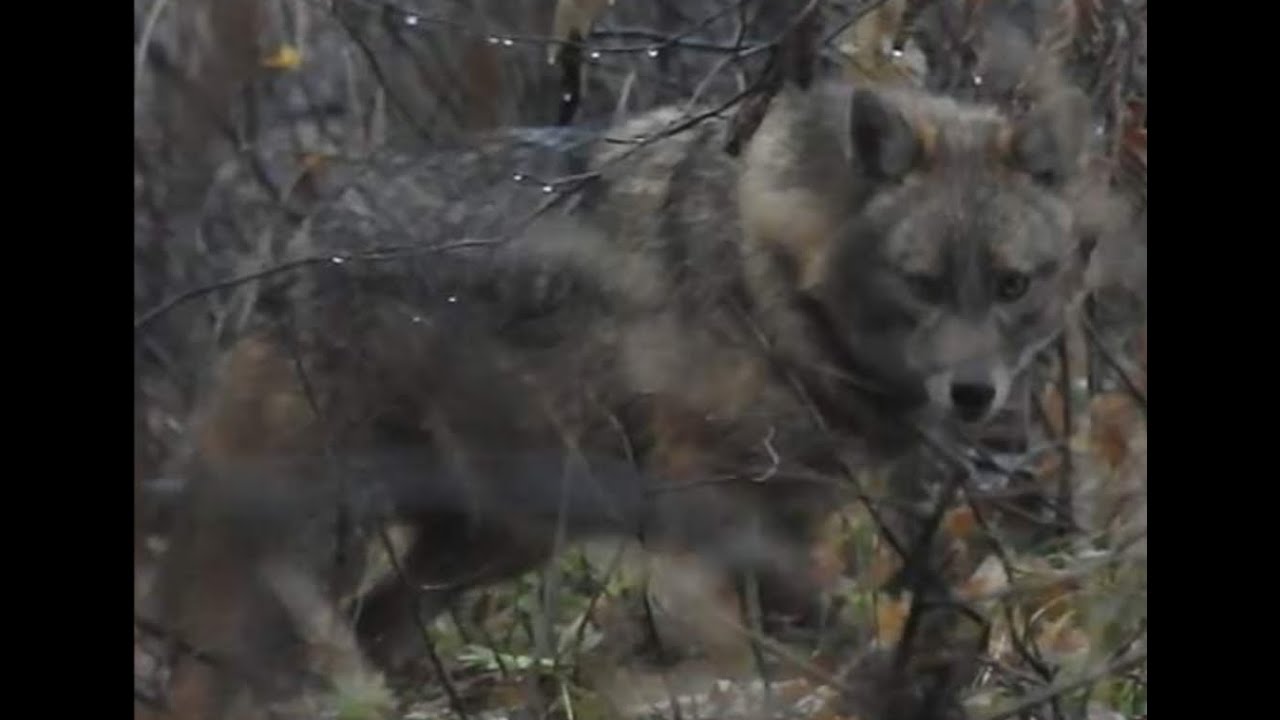 Cum vaneaza sacalii - YouTube