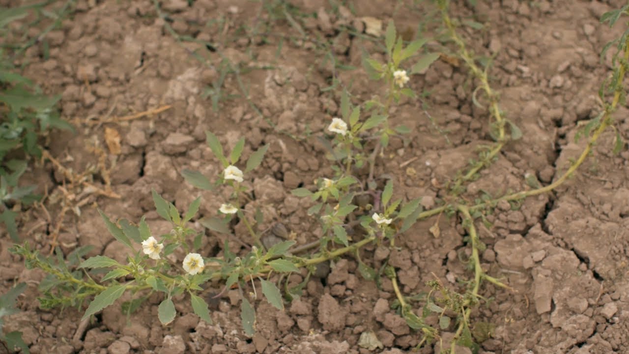 Making Sense of Place, Phoenix: Seeds and Water - YouTube